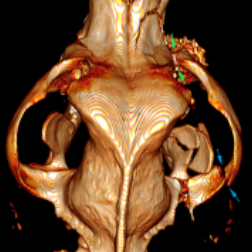 Skull trauma in a dog run over by a train - ProtonVet
