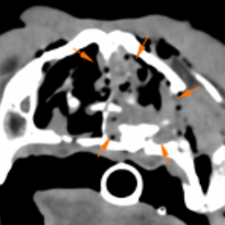 Skull trauma in a dog run over by a train - ProtonVet