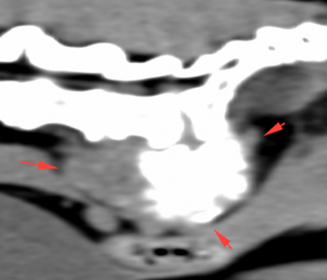 Sublumbar mass - ProtonVet