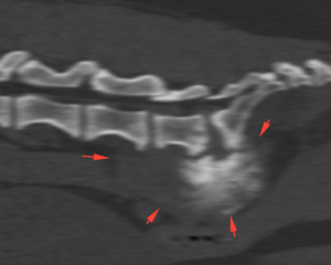 Sublumbar mass - ProtonVet